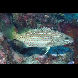 アズキハタ(Anyperodon leucogrammicus) 魚図鑑 - 南国 Diving World