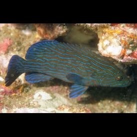 アオスジハタ(Cephalopholis formosa) 魚図鑑 - 南国 Diving World