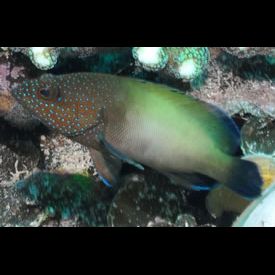 フレックルドハインド(Cephalopholis microprion) 魚図鑑 - 南国 Diving World