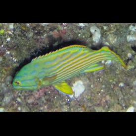 ミナミハタ(Cephalopholis polleni) 魚図鑑 - 南国 Diving World