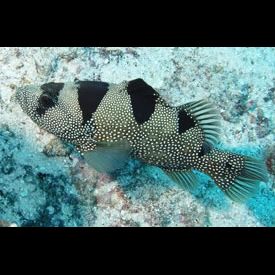 アゴハタ(Pogonoperca punctata) 魚図鑑 - 南国 Diving World