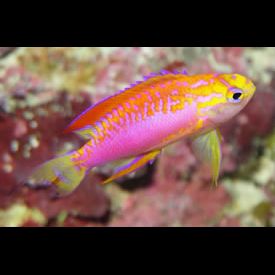 ニラミハナダイ(Pseudanthias ventralis) 魚図鑑 - 南国 Diving World