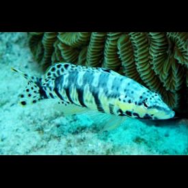ハーレクインバス(Serranus tigrinus) 魚図鑑 - 南国 Diving World