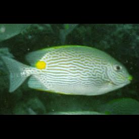 ゴールデンラインドラビットフィッシュ(Siganus lineatus) 魚図鑑 - 南国 Diving World