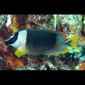 アンダマンフォックスフェイス(Siganus magnificus) 魚図鑑 - 南国 Diving World