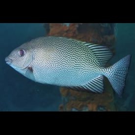 ムシクイアイゴ(Siganus vermiculatus) 魚図鑑 - 南国 Diving World