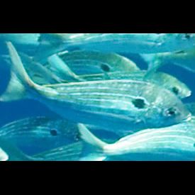 ピンフィッシュ(Lagodon rhomboides) 魚図鑑 - 南国 Diving World