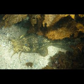 エスチュアリーコブラー(Cnidoglanis macrocephalus) 魚図鑑 - 南国 Diving World