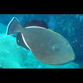 インディアントリガーフィッシュ(Melichthys indicus) 魚図鑑 - 南国 Diving World