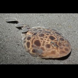 チャイニーズナムフィッシュ(Narcine lingula) 魚図鑑 - 南国 Diving World