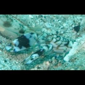 ニシキテッポウエビ(Alpheus bellulus) 海の生物図鑑 - 南国 Diving World