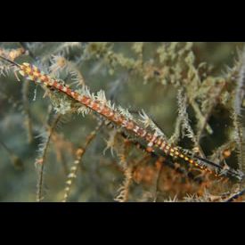 ゴルゴニアンシュリンプ(Tozeuma armatum) 海の生物図鑑 - 南国 Diving World